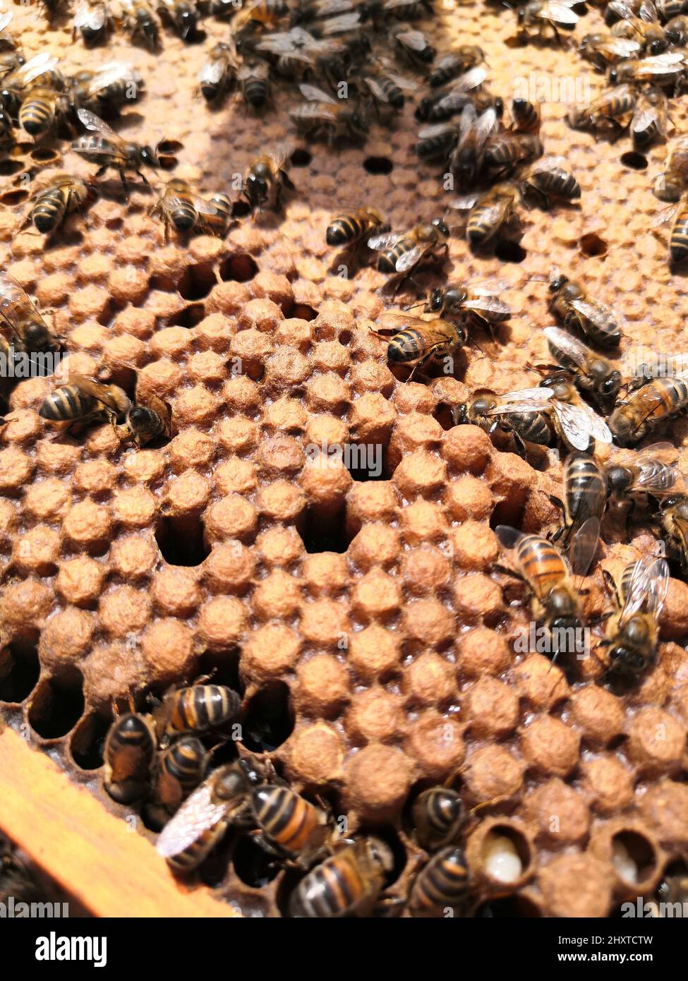 Vertical closeup photo of bees in a beehive Stock Photo - Alamy