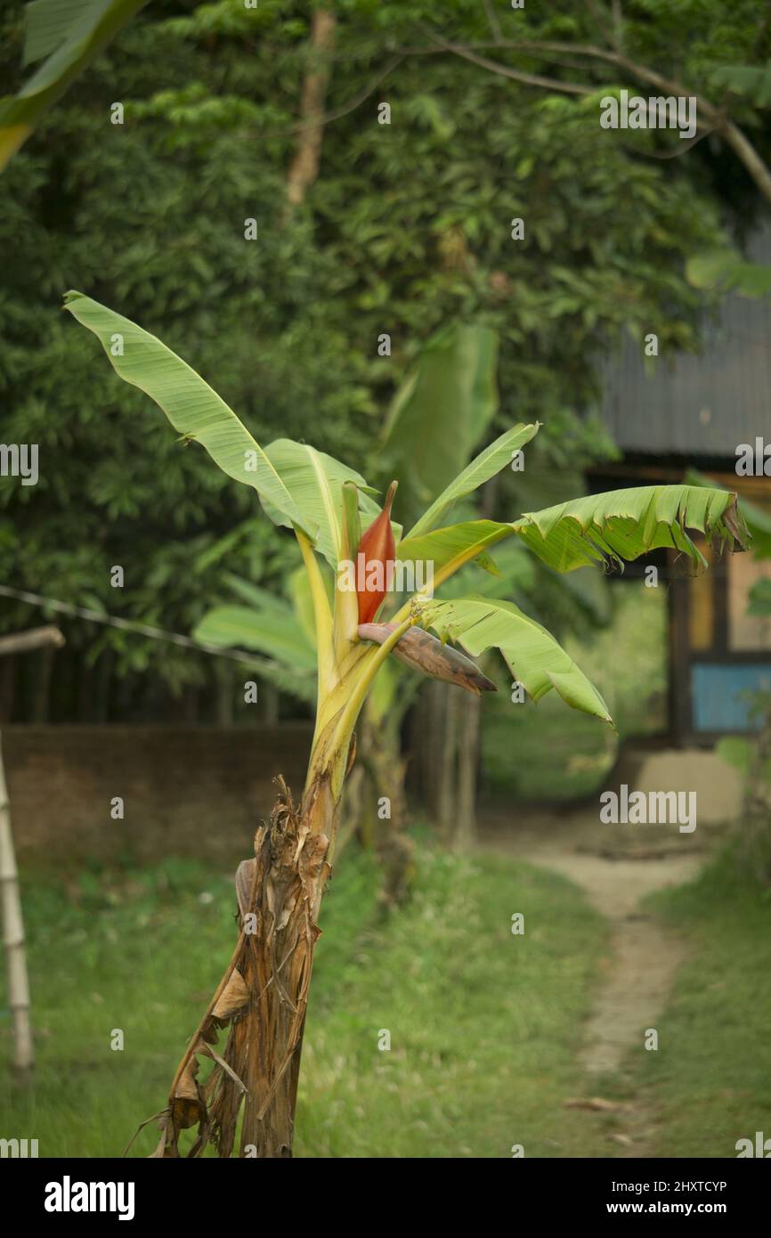 Red banana flowers are blooming in the banana tree Stock Photo - Alamy
