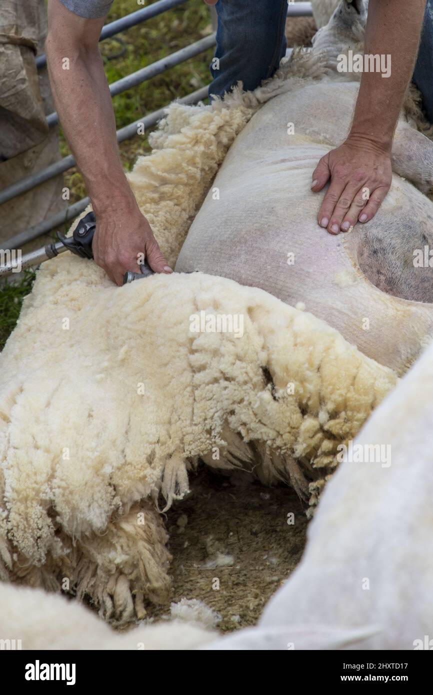Man shearing sheep in corral hi-res stock photography and images - Alamy