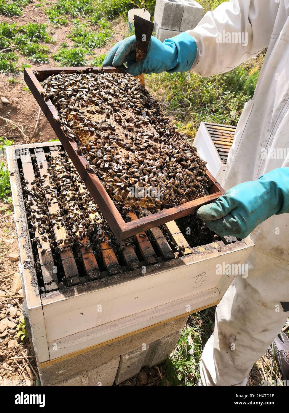 Vertical photo of a beekeeper standing near a beehive and holding a bee ...