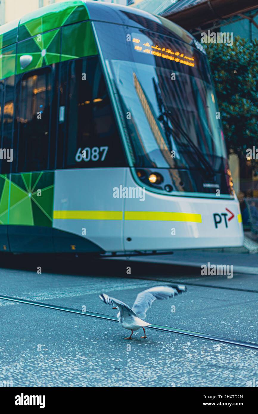 Animal tram transportation hi-res stock photography and images - Alamy