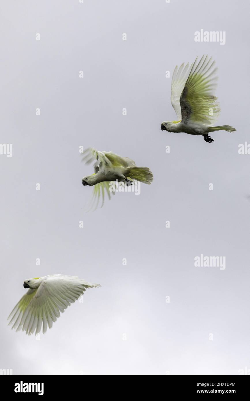 A vertical shot of tropical parrots flying Stock Photo - Alamy