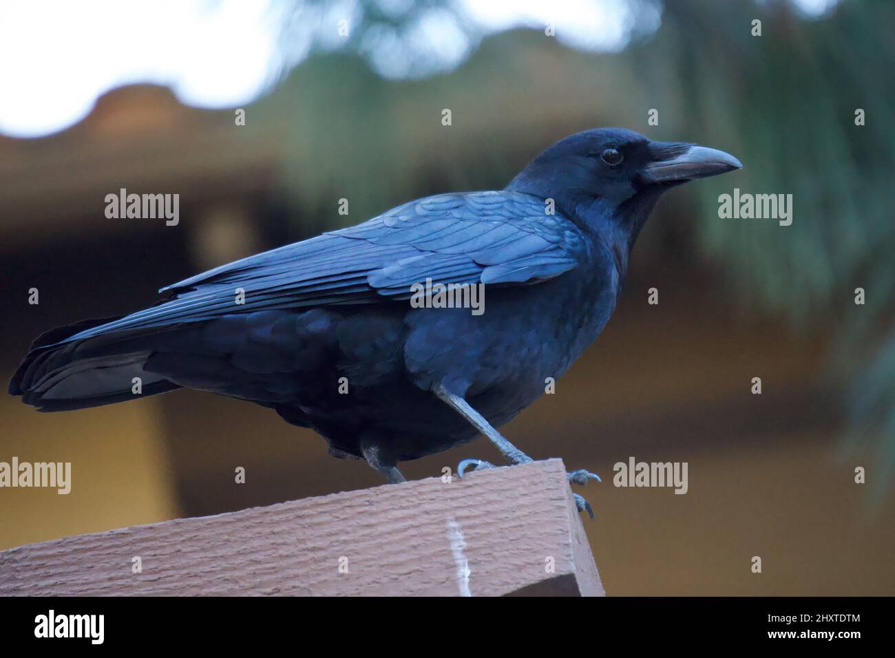 Shallow focus shot crow hi-res stock photography and images - Alamy