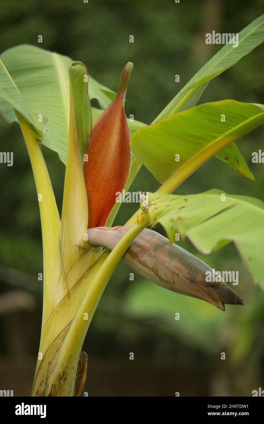 Red banana flowers are blooming in the banana tree Stock Photo - Alamy