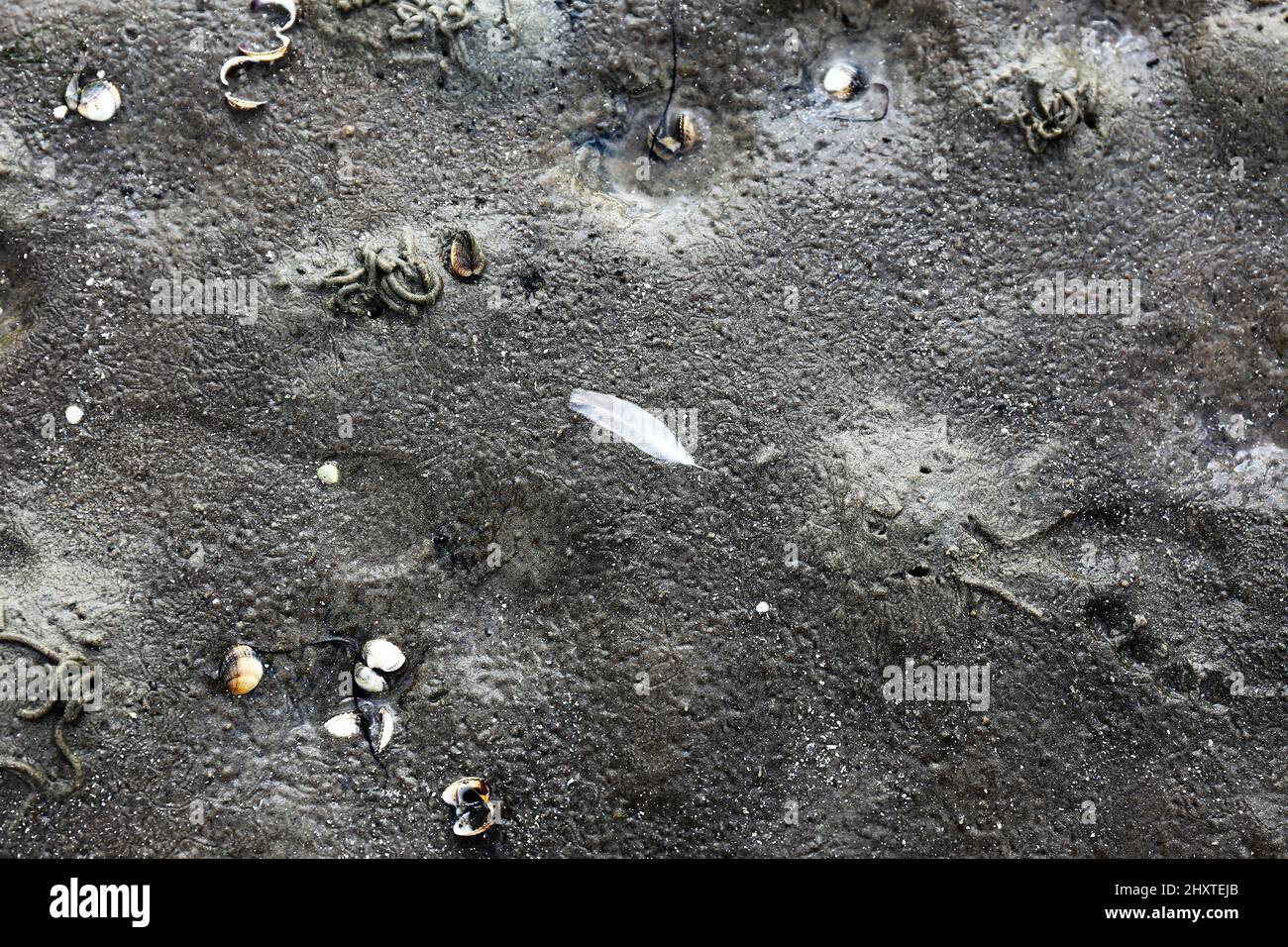 High-angle shot of wet muddy surface with many tiny worms and shells ...