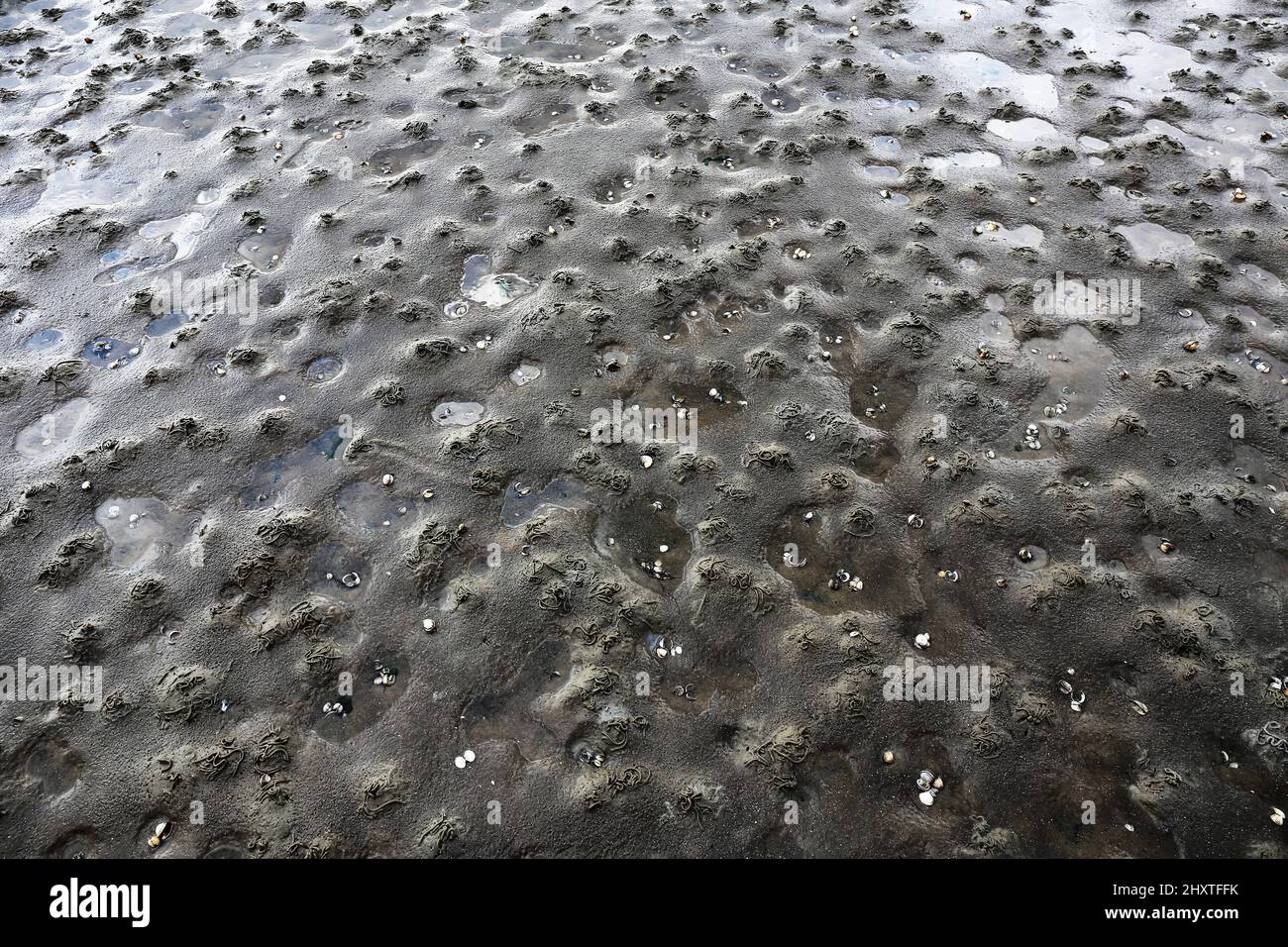 A high-angle shot of wet muddy surface with many tiny worms and shells ...
