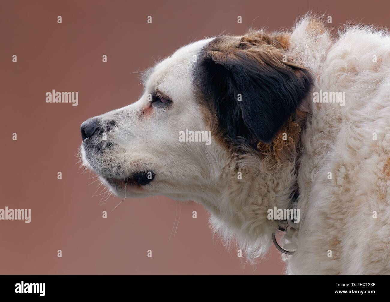Side profile of Saint Bernard dog on a brown background Stock Photo - Alamy