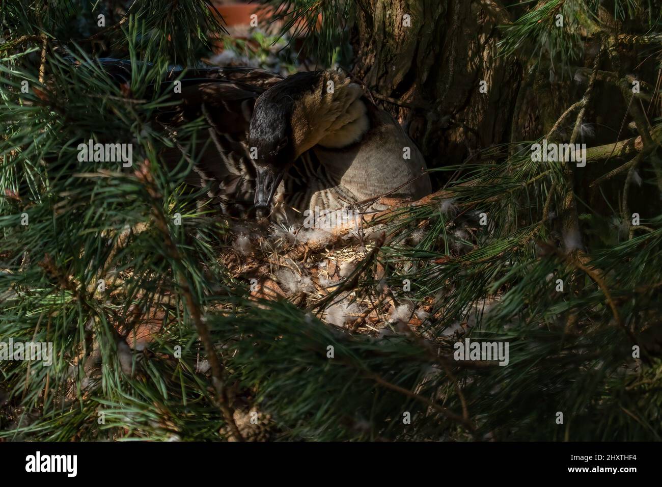 Closeup of the Hawaiian goose sitting in the nest surrounded by fir ...