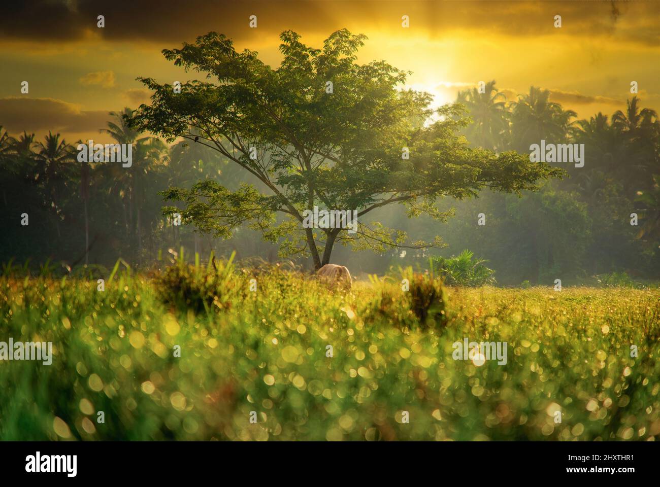 Green big tree hi-res stock photography and images - Alamy