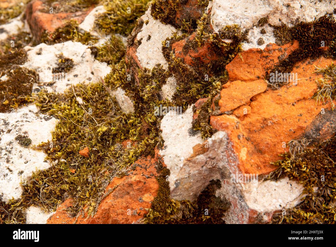 Closeup of the textured surface of ancient ruins. Old English bricks ...