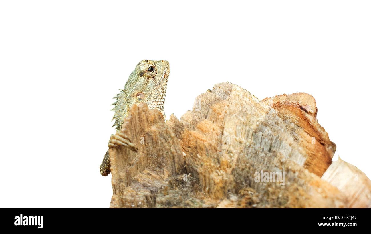 A lizard climbing a tree stump isolated on a white background Stock ...