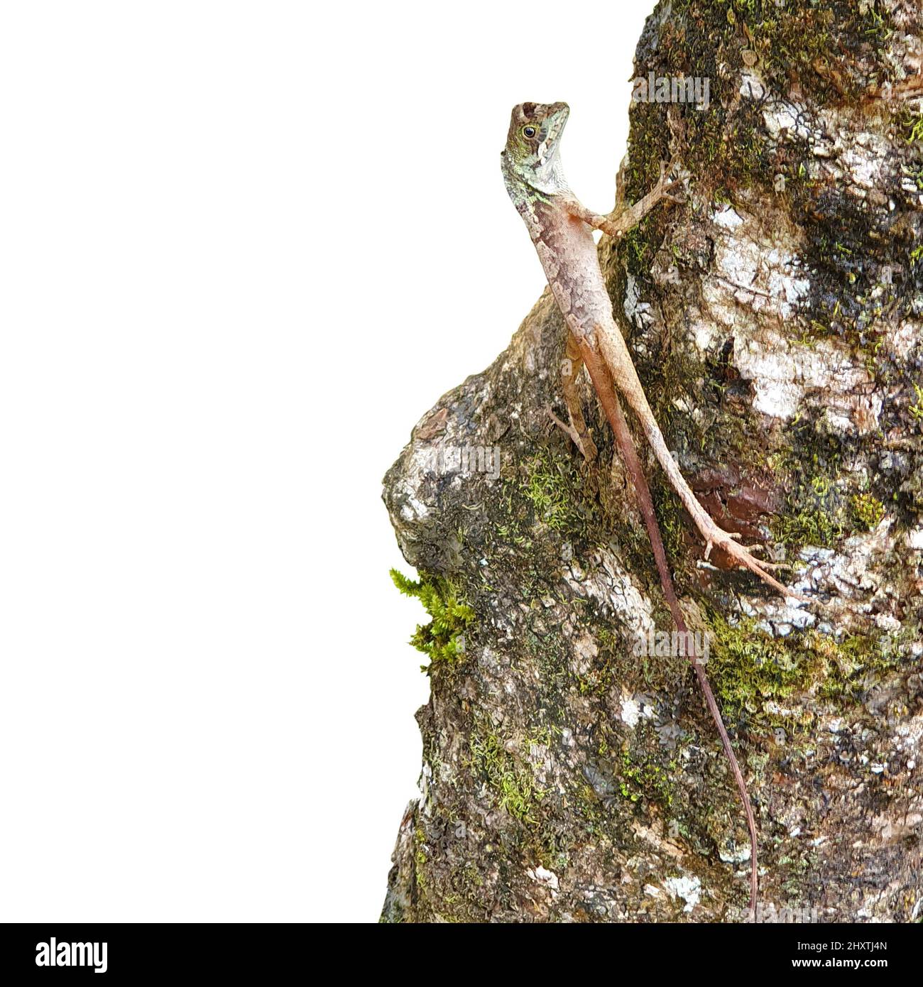 Lizard climbing a tree on a white background with copy space Stock ...