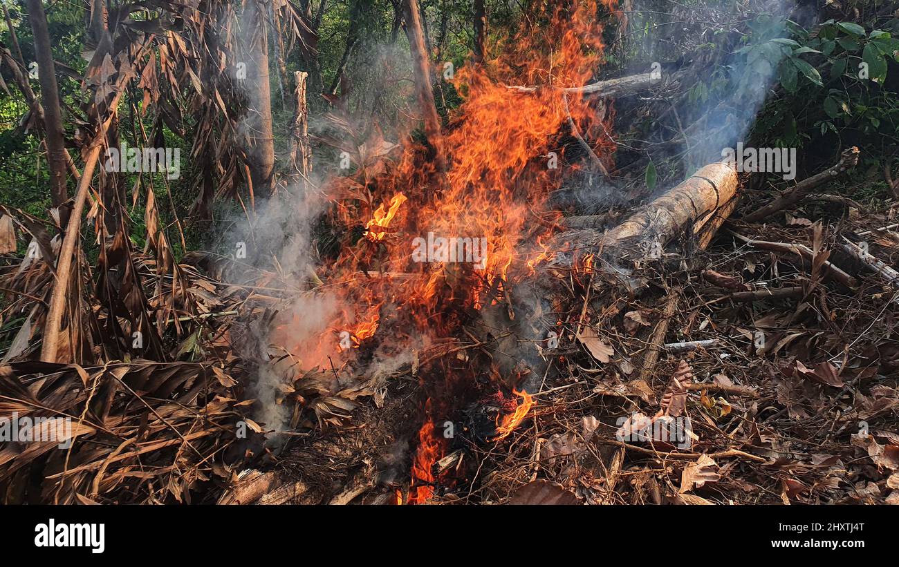 Large burning orange fire in a forest Stock Photo - Alamy