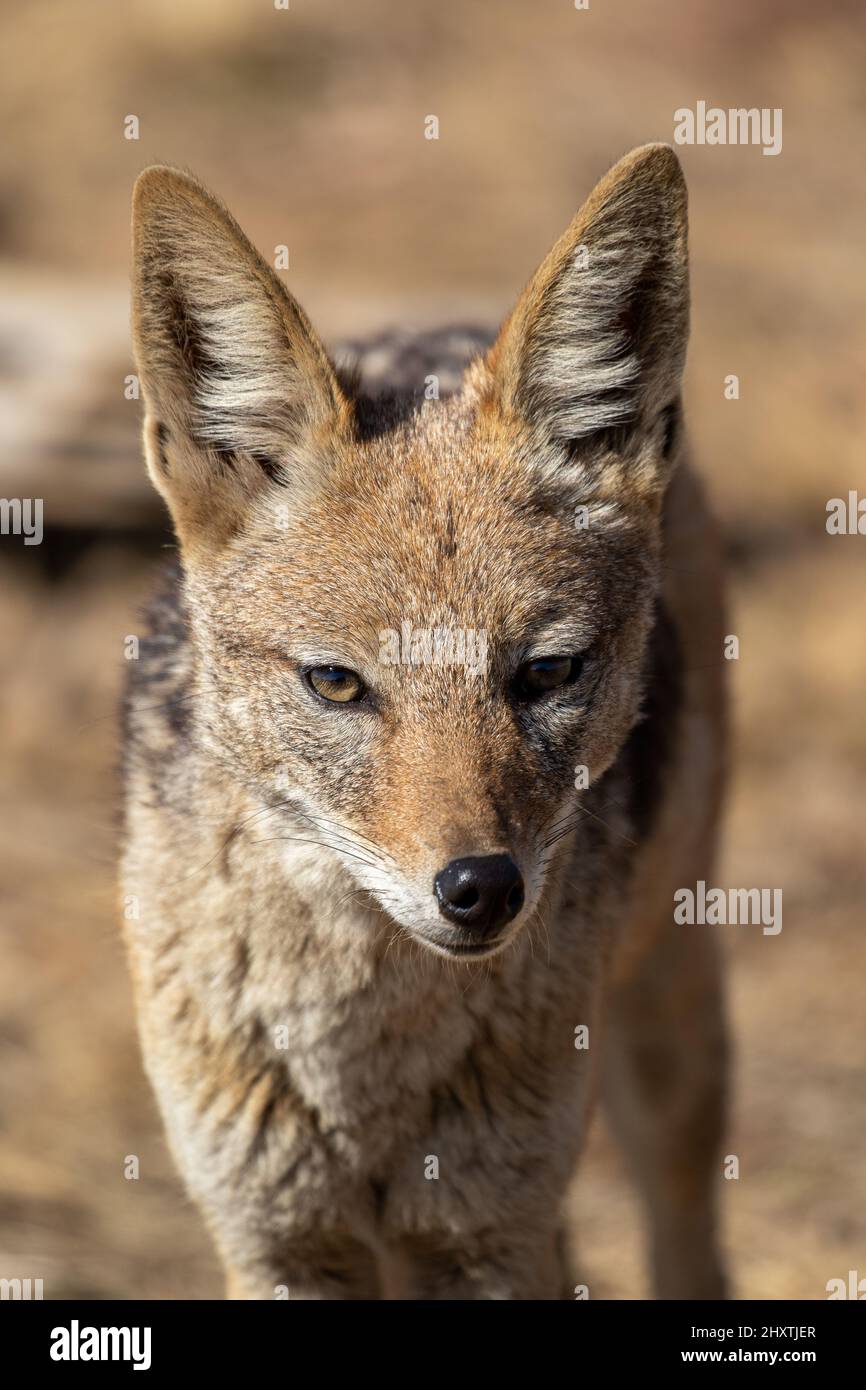 Black-backed Jackal, Kruger National Park Stock Photo - Alamy