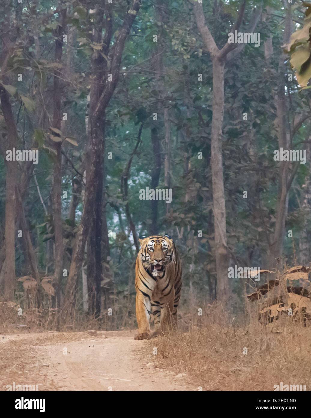 Mighty tiger in a forest Stock Photo - Alamy