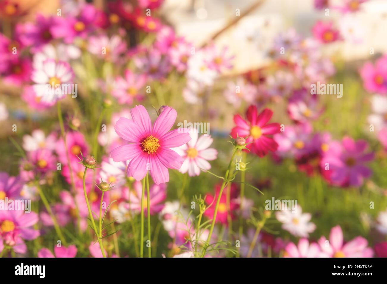 Cosmos flower sunset vintage hi-res stock photography and images - Alamy