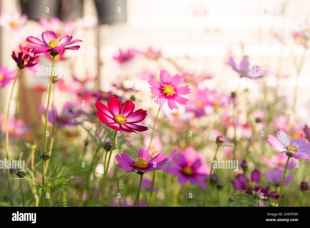 Cosmos flowers in the garden with sunlight. Vintage tone Stock Photo ...