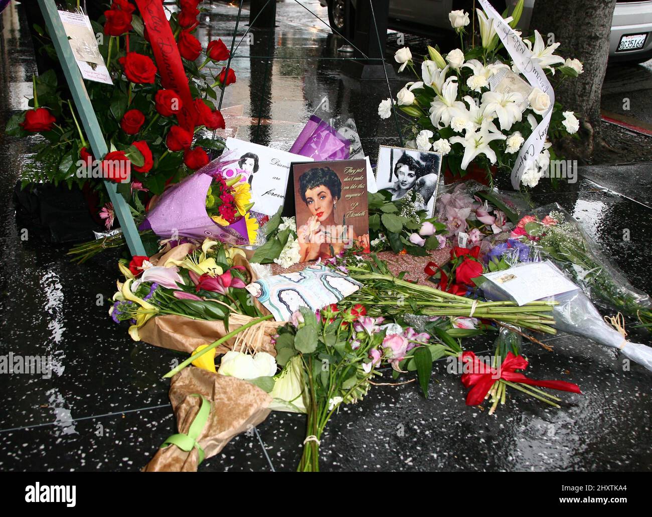 Flowers Placed on the Hollywood Walk of Fame Star for Elizabeth Taylor ...