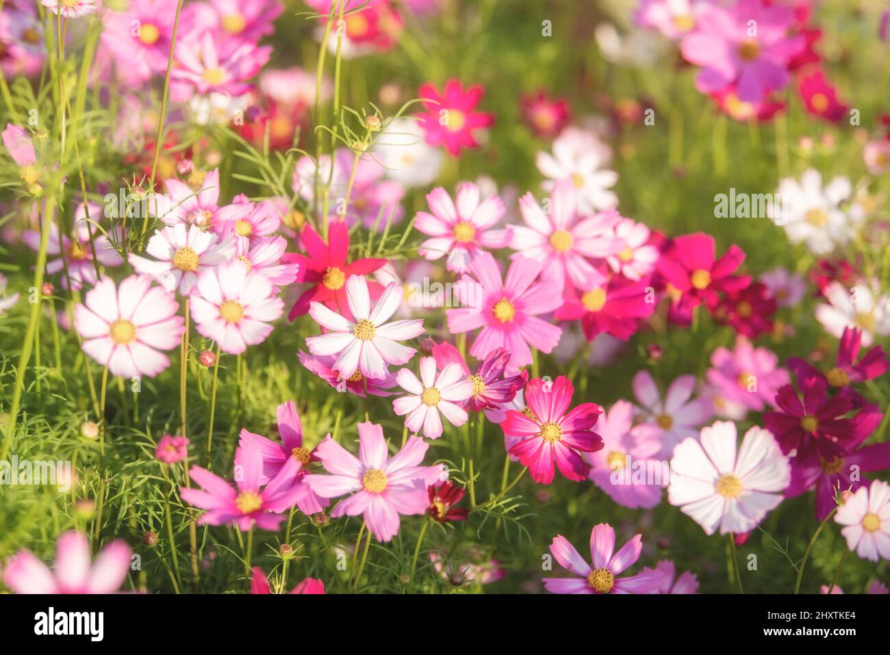 Cosmos flowers in the garden with sunlight. Vintage tone Stock Photo ...