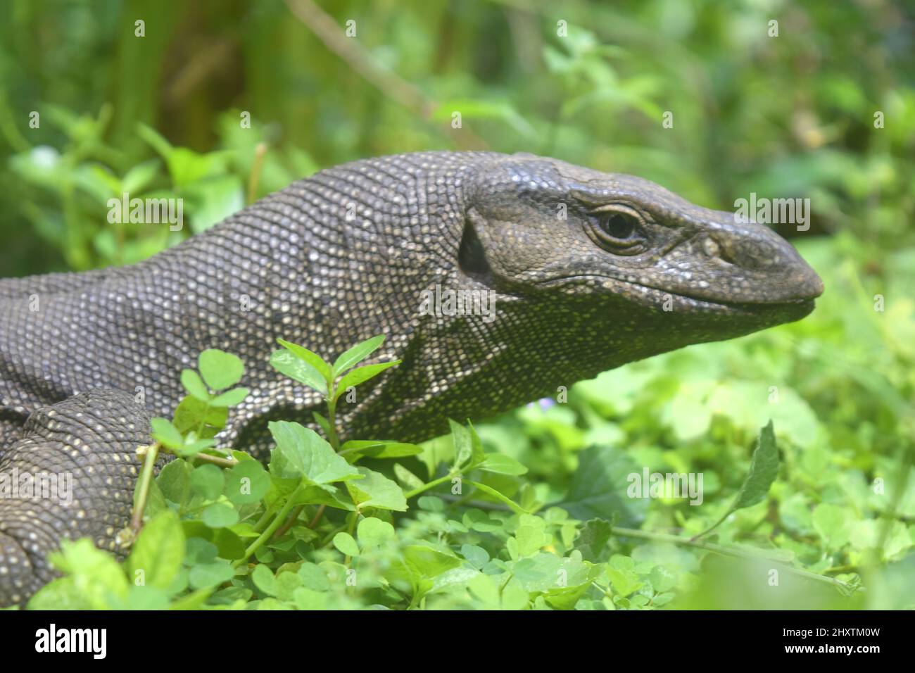 Closeup shot of a black-throated monitor lizard in a bush Stock Photo ...