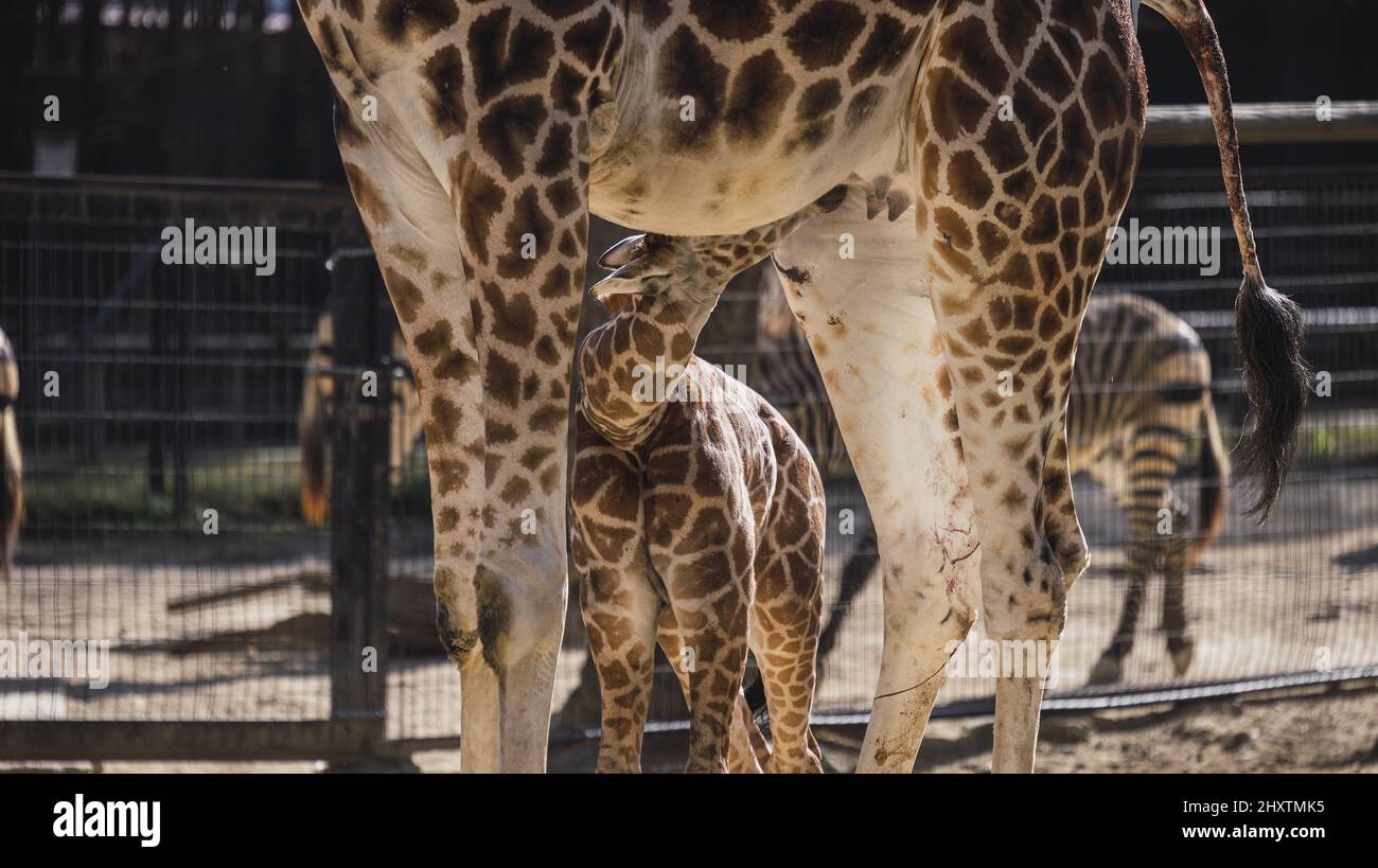 Selective of a young giraffe sucking its mother's milk Stock Photo - Alamy