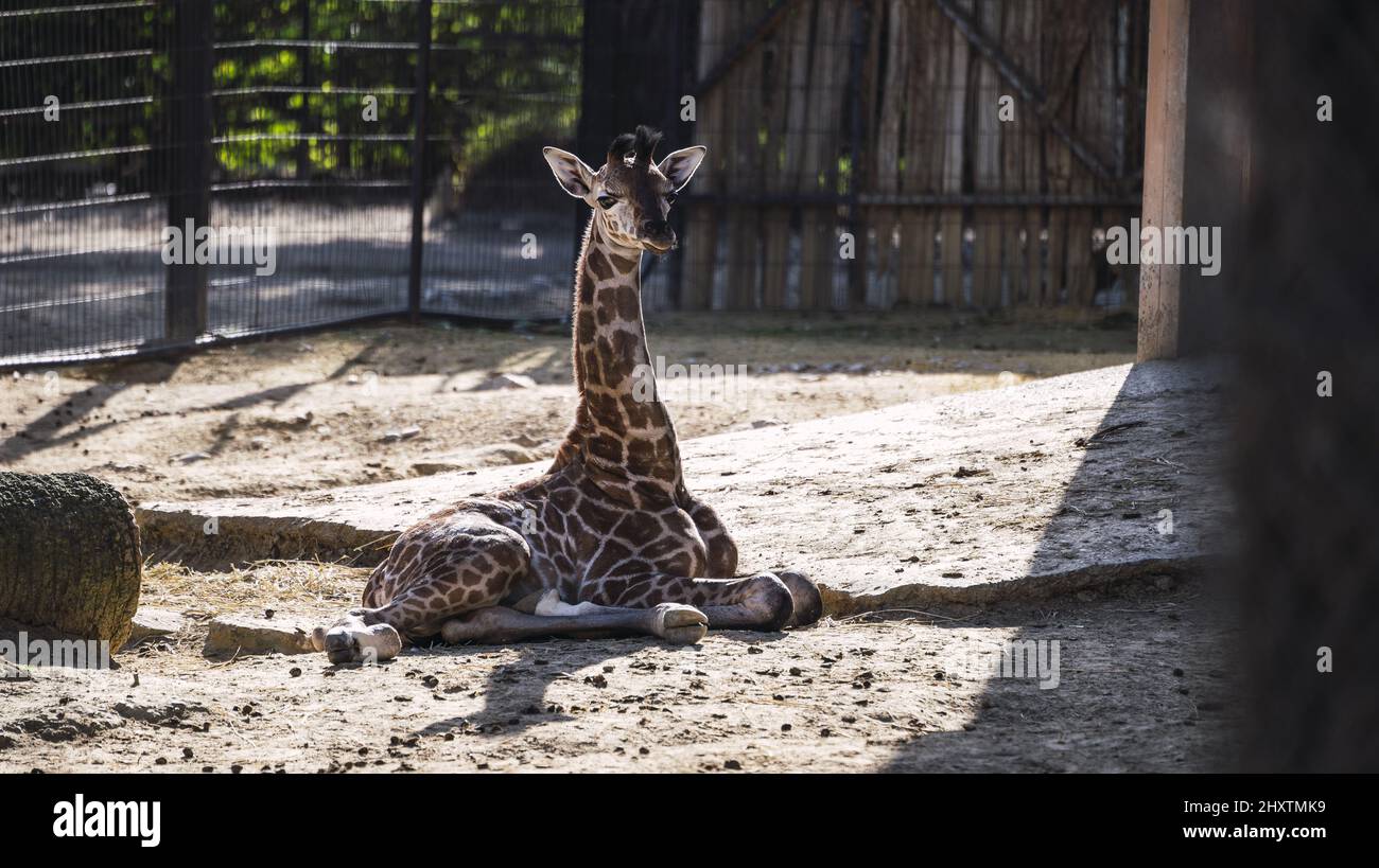 Selective of a giraffe resting in a zoo Stock Photo - Alamy