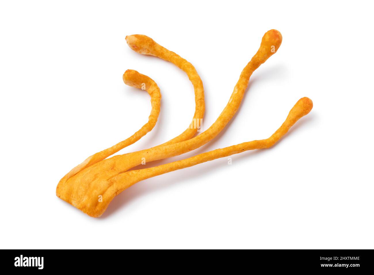 Single fresh cordyceps fungus isolated on white background close up ...