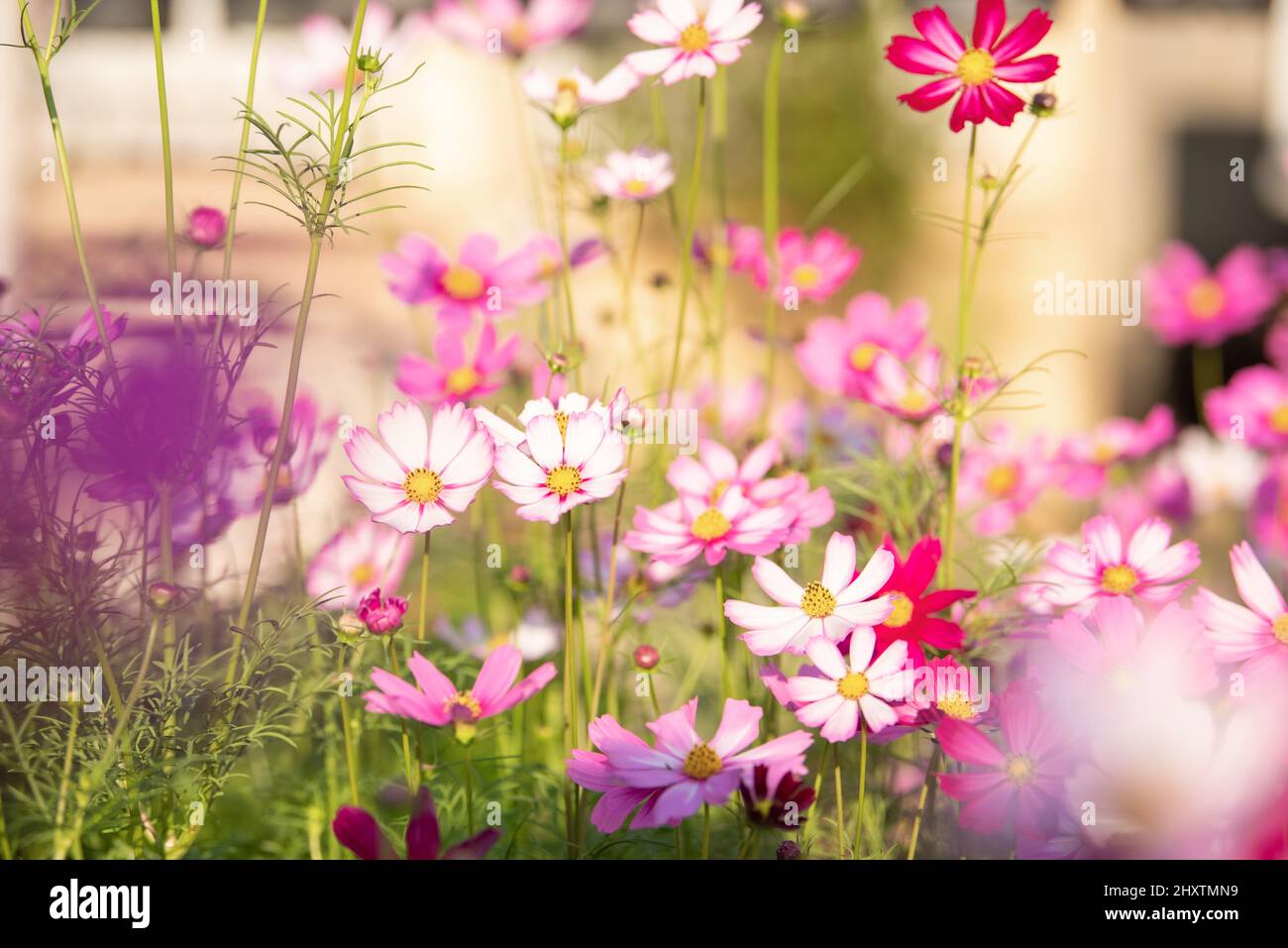 Cosmos flowers in the garden with sunlight. Vintage tone Stock Photo ...