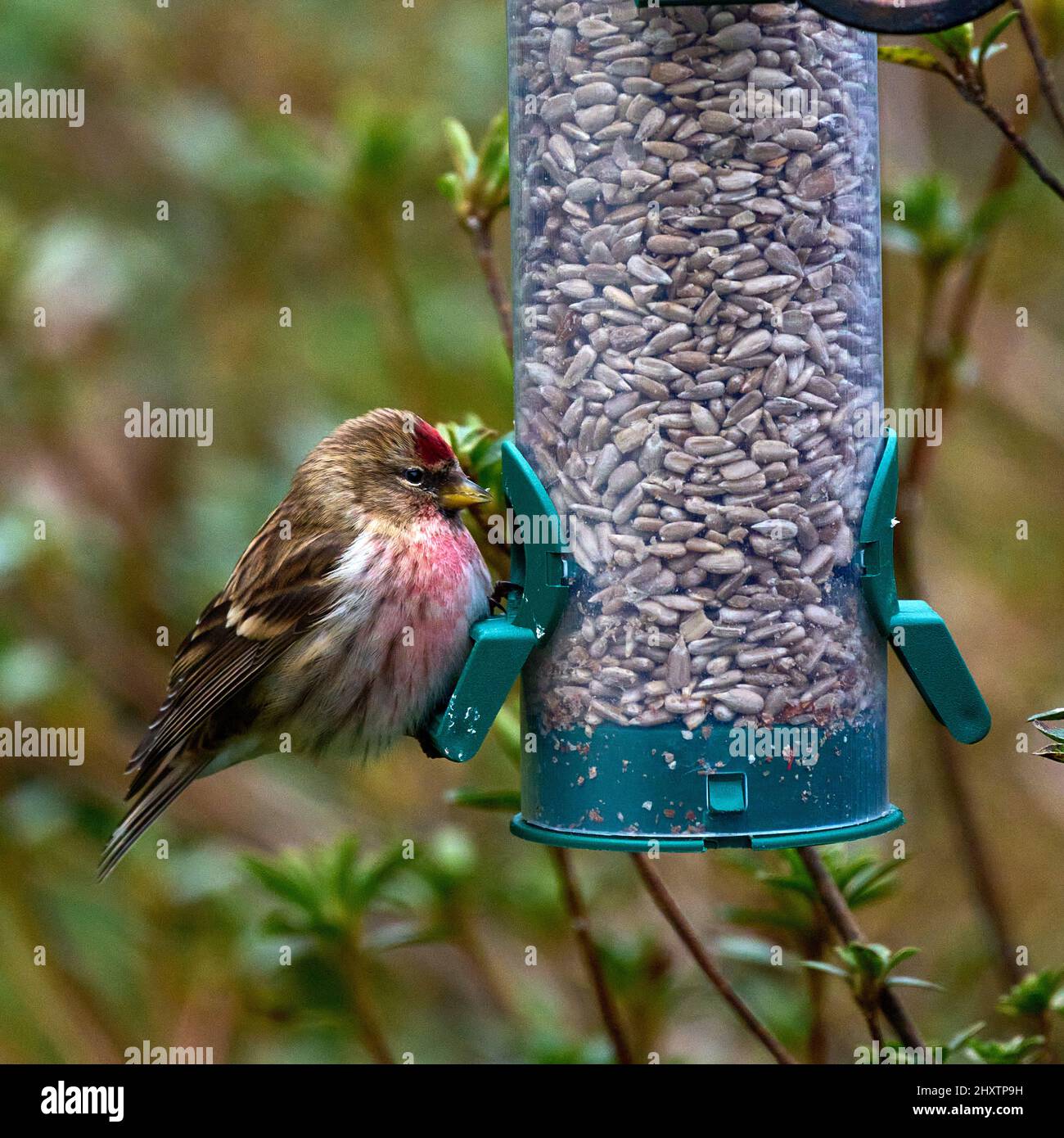 Lesser Redpoll on a feeder Stock Photo - Alamy