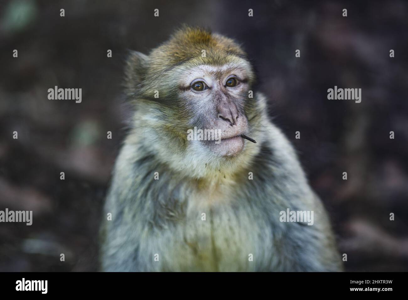 Selective of a monkey in a zoo Stock Photo - Alamy