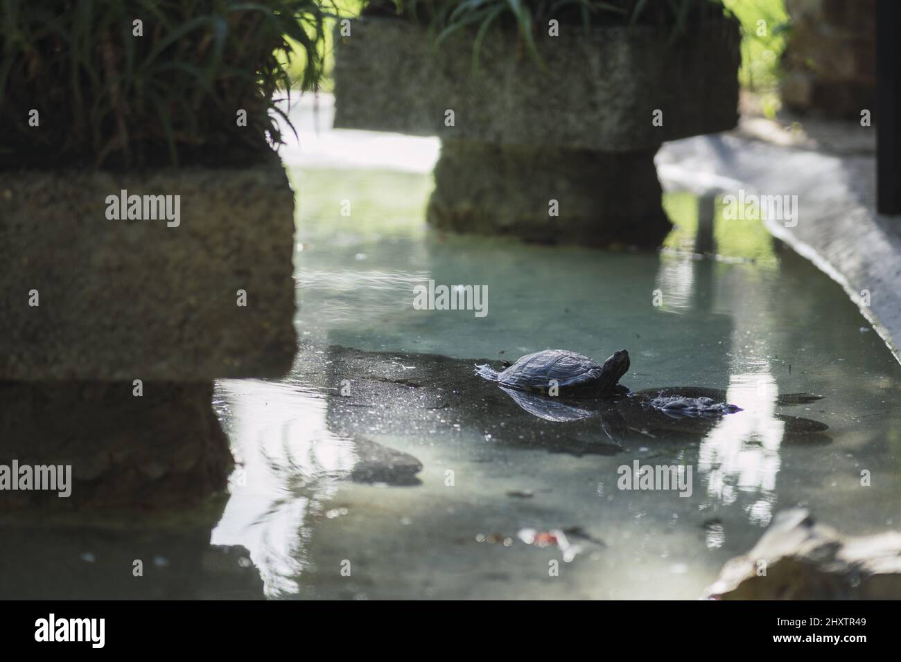 Selective of a turtle in a pond in a zoo Stock Photo - Alamy