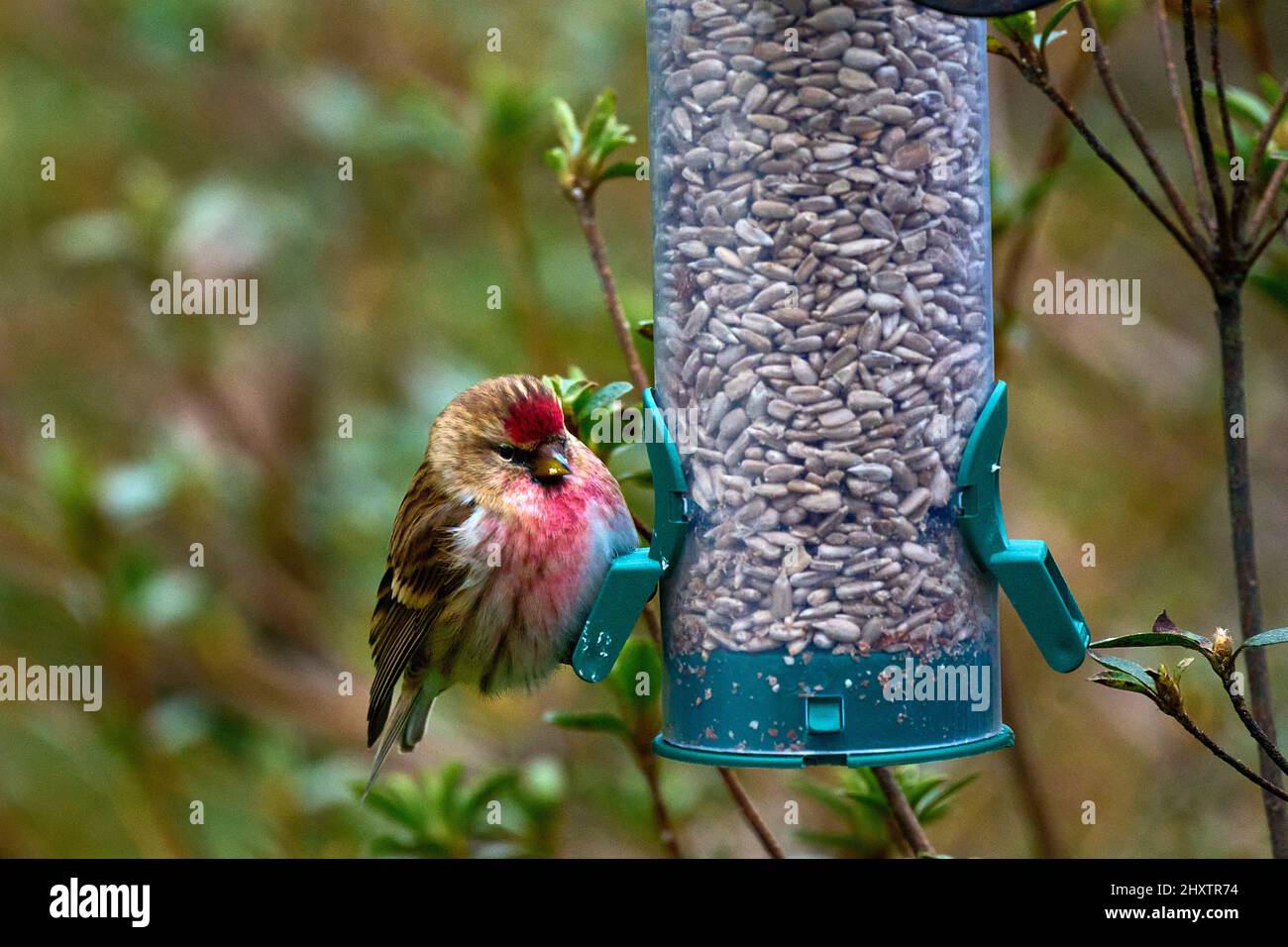 Lesser Redpoll on a feeder Stock Photo - Alamy