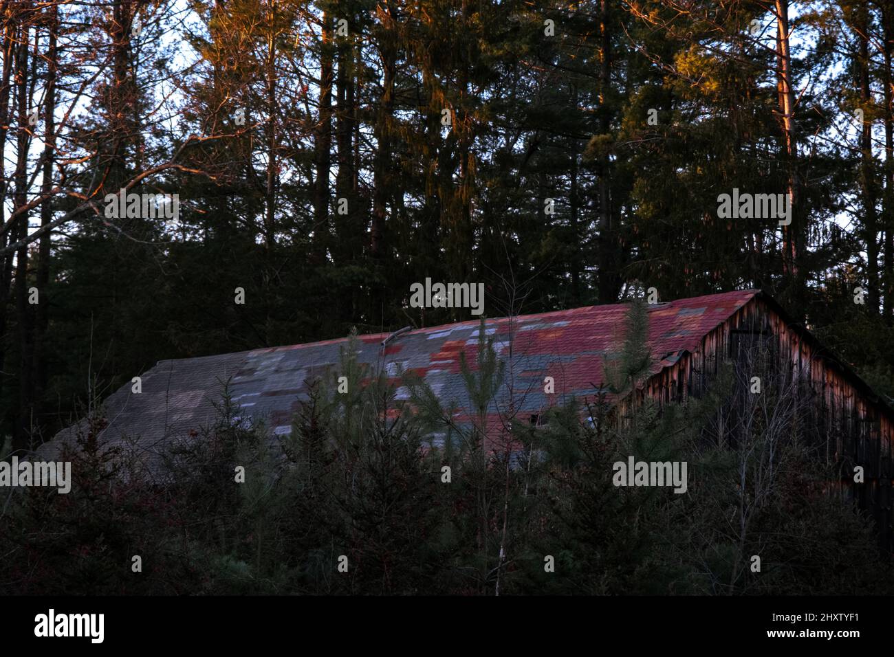 Small countryside house on the background of pine trees Stock Photo - Alamy