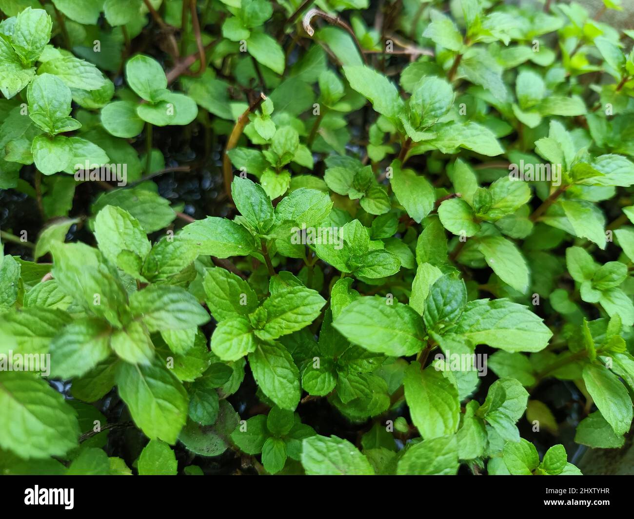 Green field of Peppermint Stock Photo - Alamy