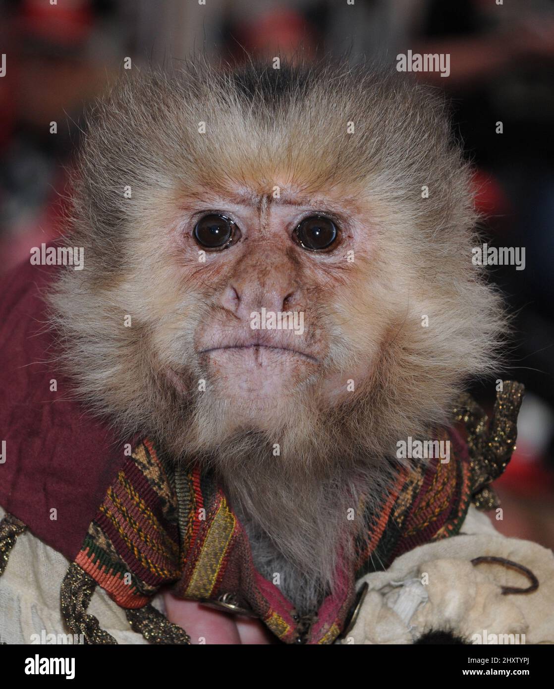 Monkey pirates of the caribbean hi-res stock photography and images - Alamy