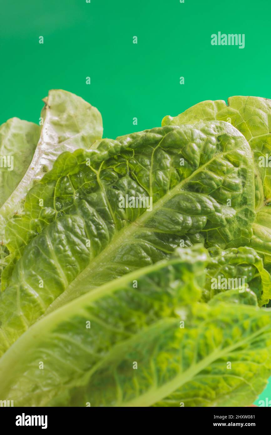Lettuce in the green background Stock Photo - Alamy