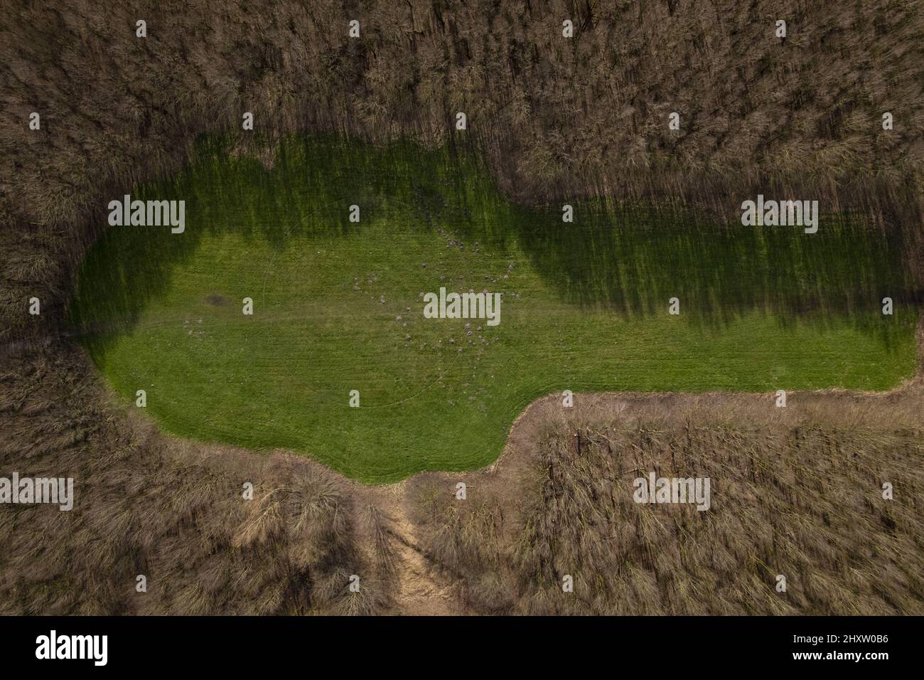 Landscaping design in contrast green Stock Photo - Alamy