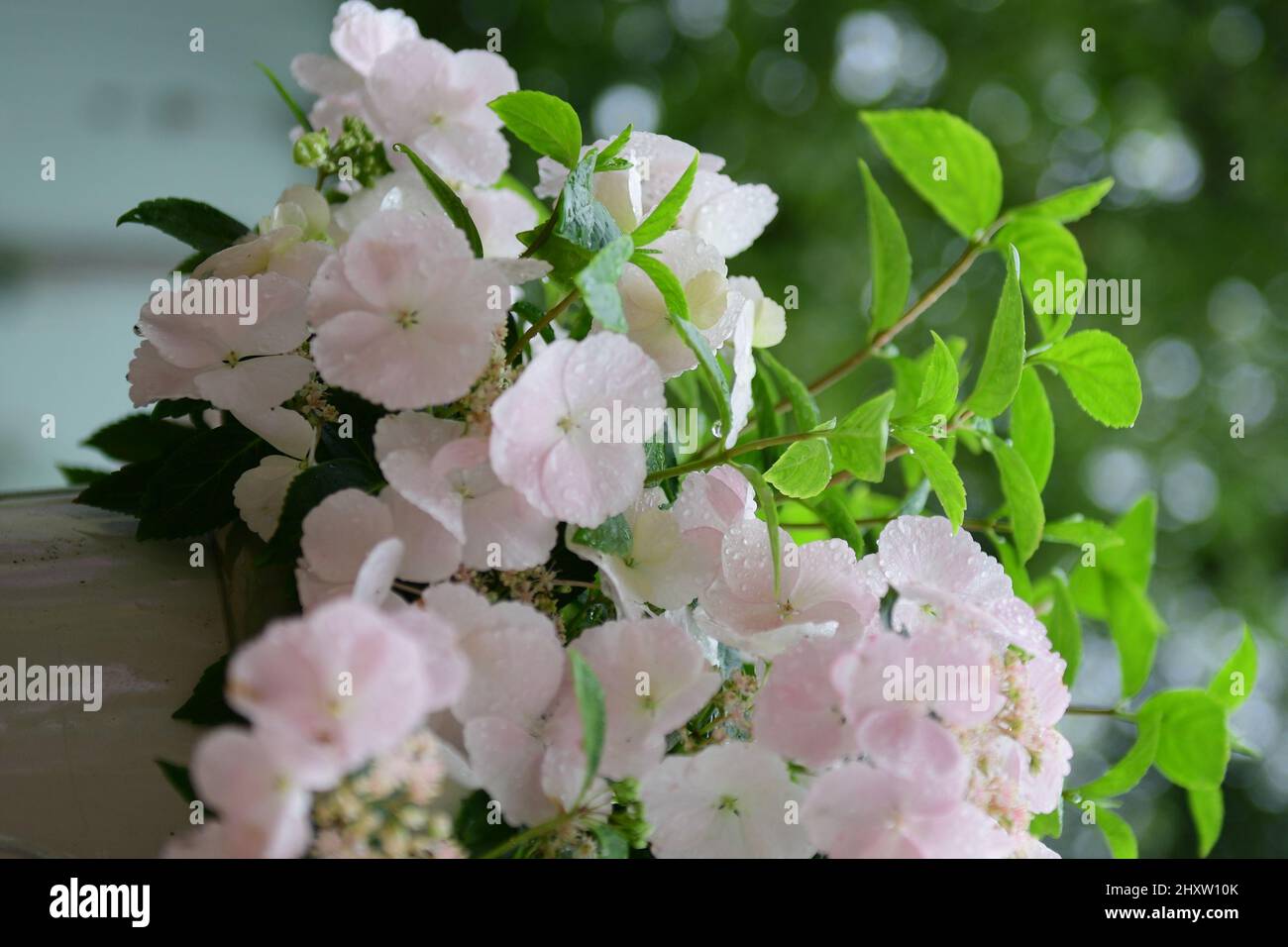 Beautiful flowers of hydrangea "runaway bride" in a vase Stock Photo ...