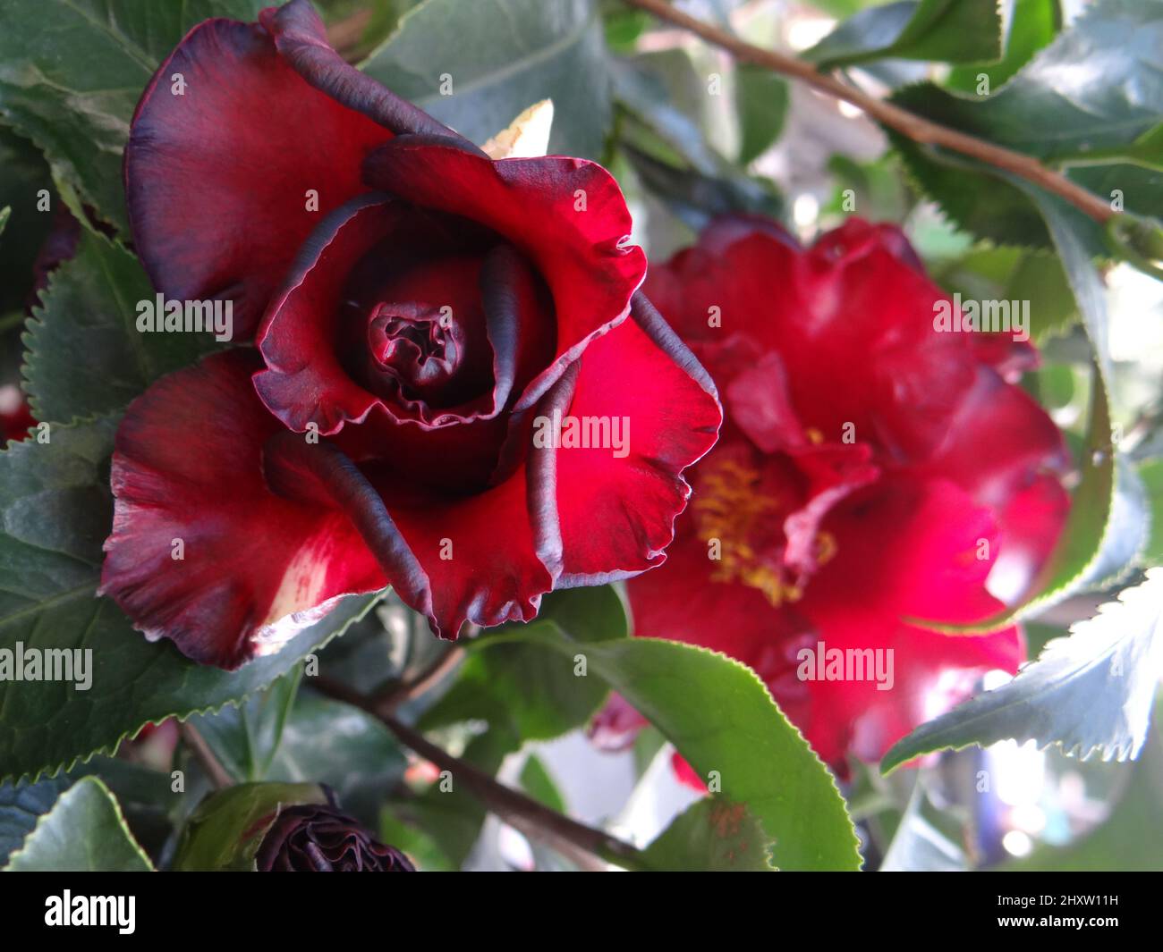 Red one from many varieties of camellias with ever-changing flower ...