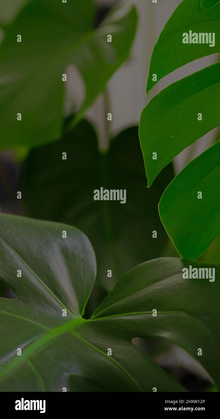 Closeup of a tropical plant in a botanical garden Stock Photo - Alamy