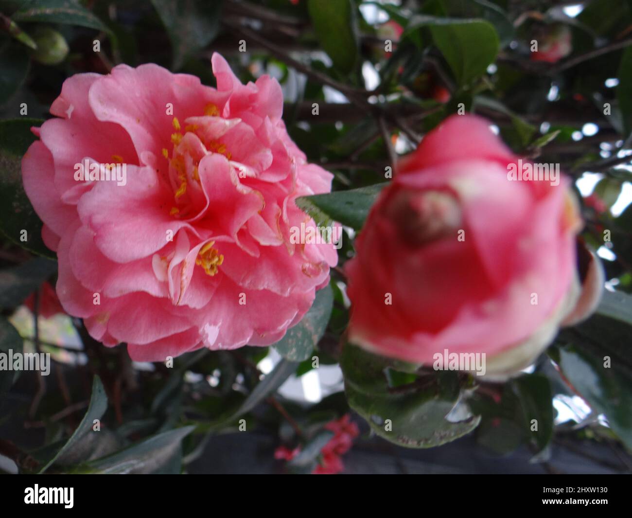 Red one from many varieties of camellias with ever-changing flower ...