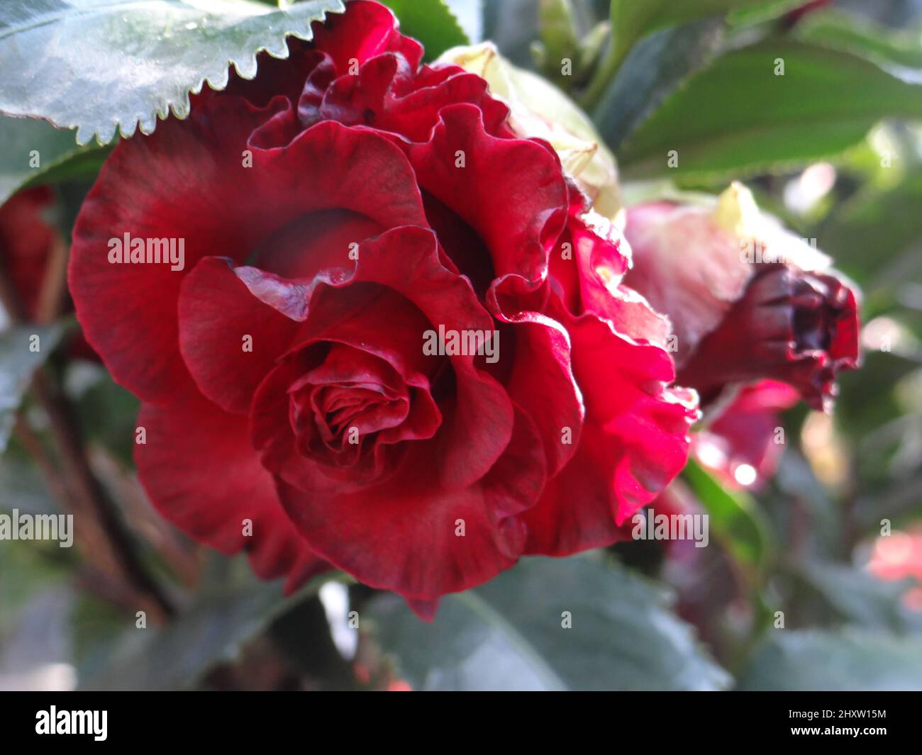 Red one from many varieties of camellias with ever-changing flower ...