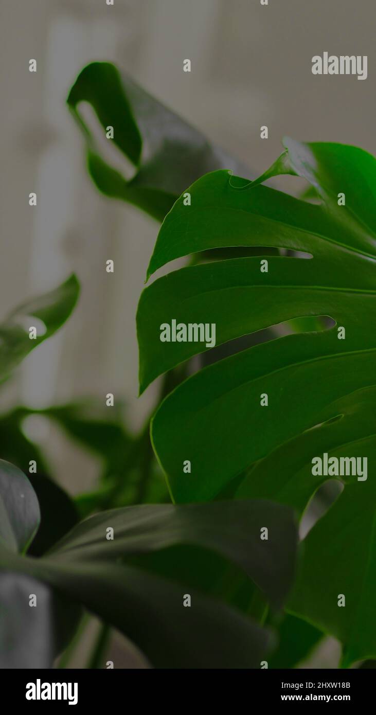 Closeup of a tropical plant in a botanical garden Stock Photo - Alamy