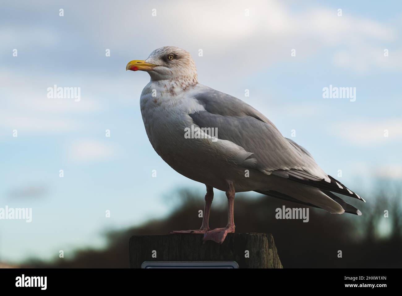 Closeup shot of a seagull bird perched on wood Stock Photo - Alamy