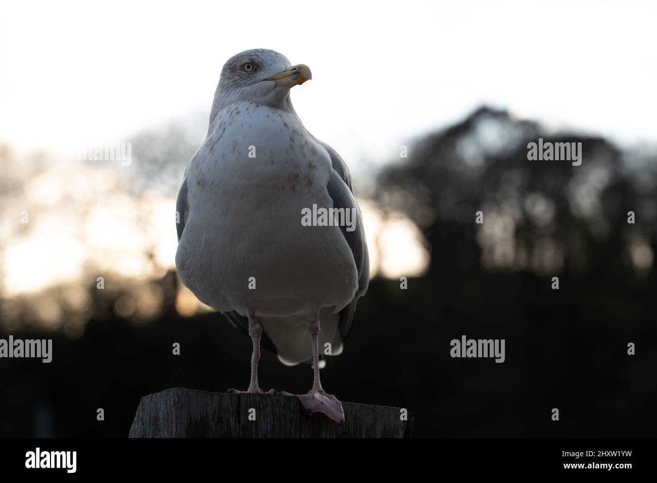 Closeup shot of a seagull bird perched on wood Stock Photo - Alamy