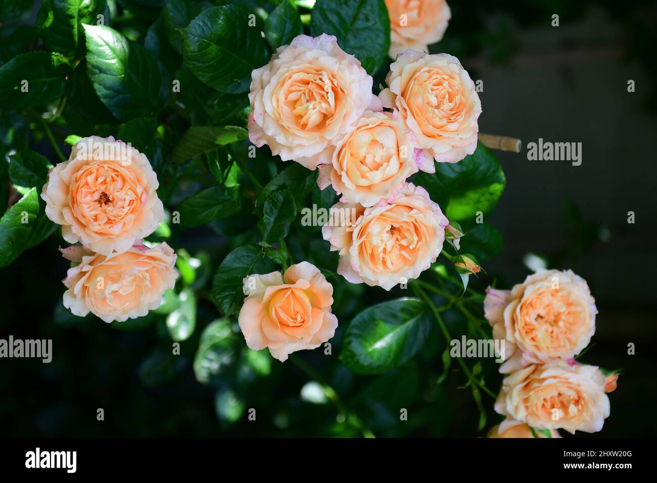 Vertical shot of orange English roses in a garden background Stock ...