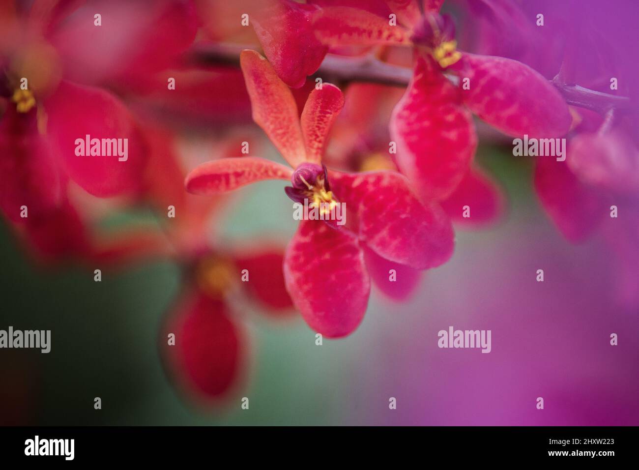 Closeup of beautiful red Orchid flowers, Singapore Botanic Gardens ...