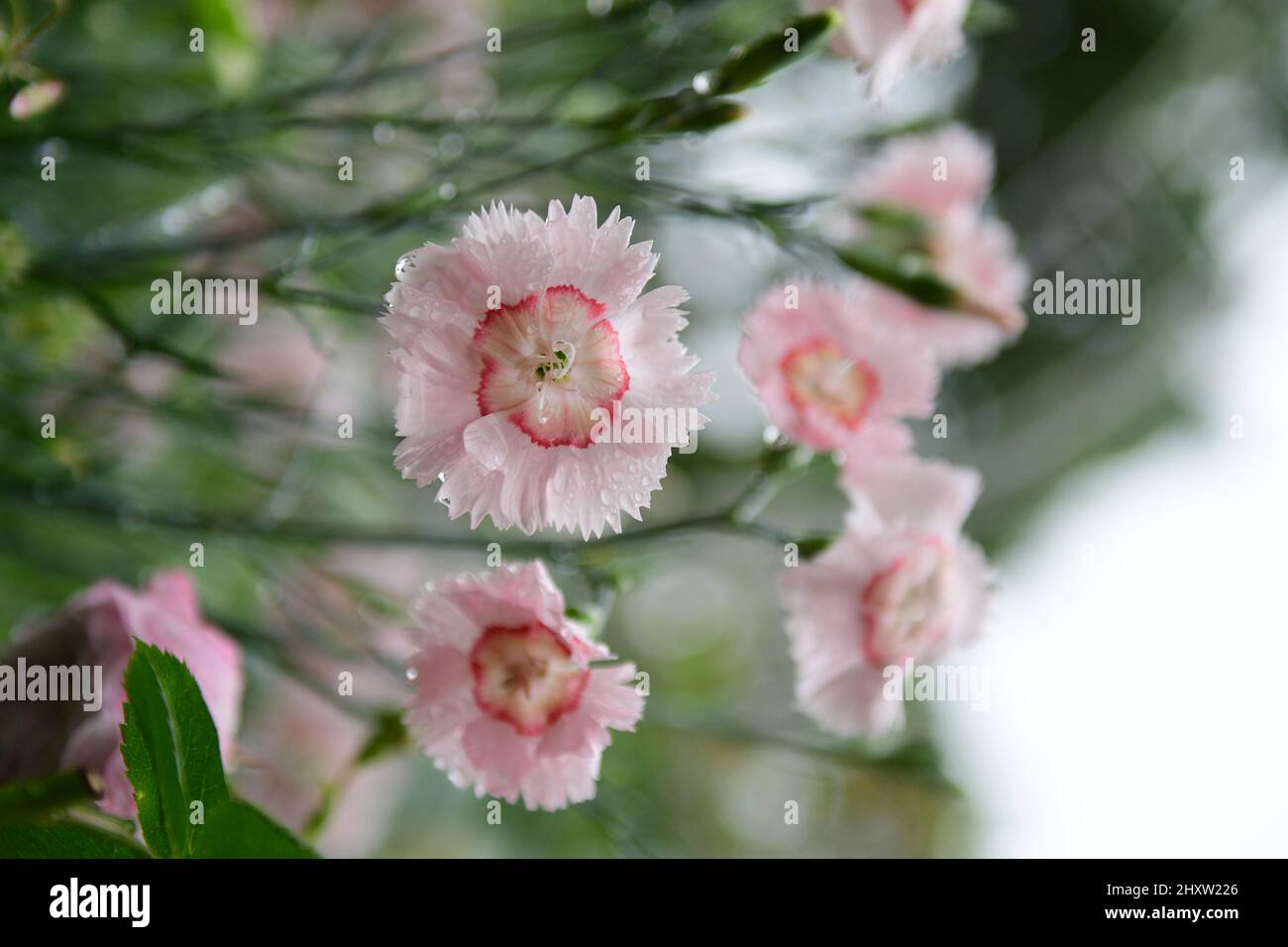 Beautiful pink carnation flowers in the garden Stock Photo - Alamy