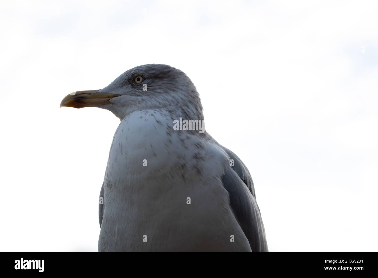 Shot beautiful seagull bird hi-res stock photography and images - Alamy