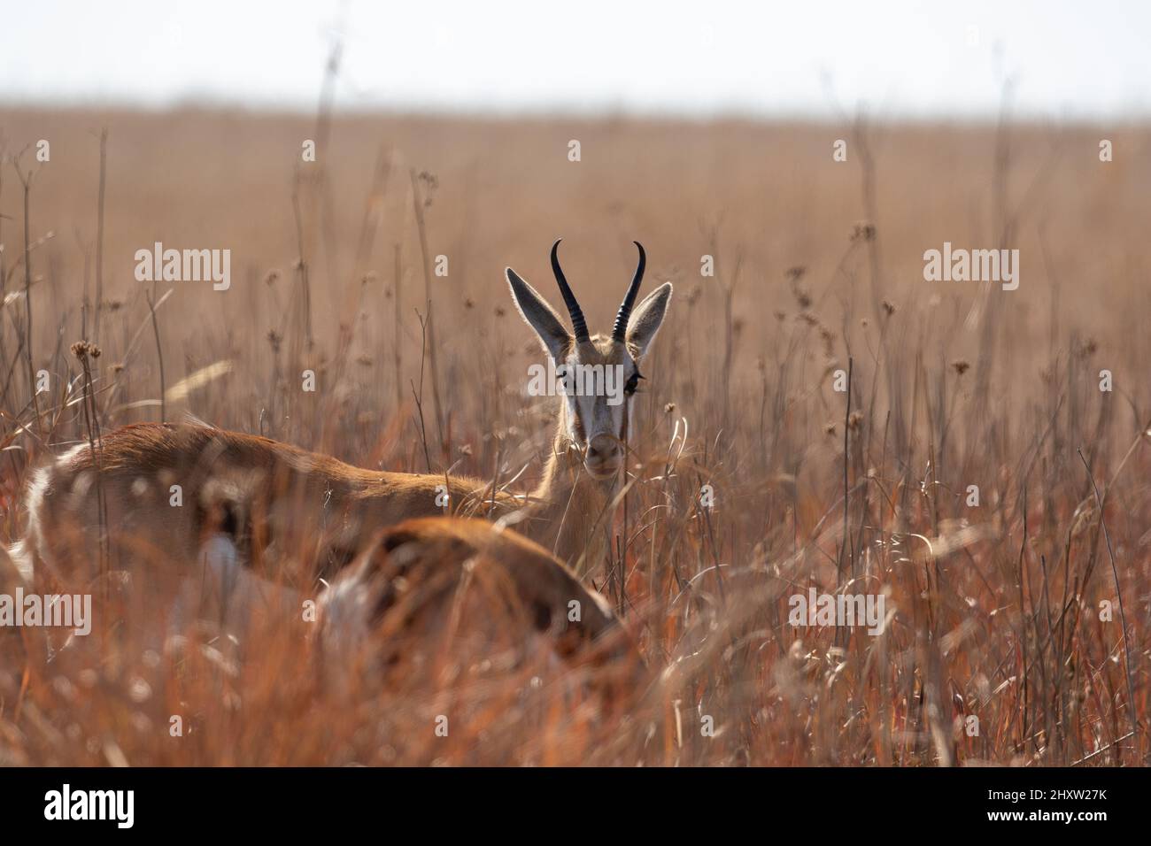 Springbok with horns hi-res stock photography and images - Alamy